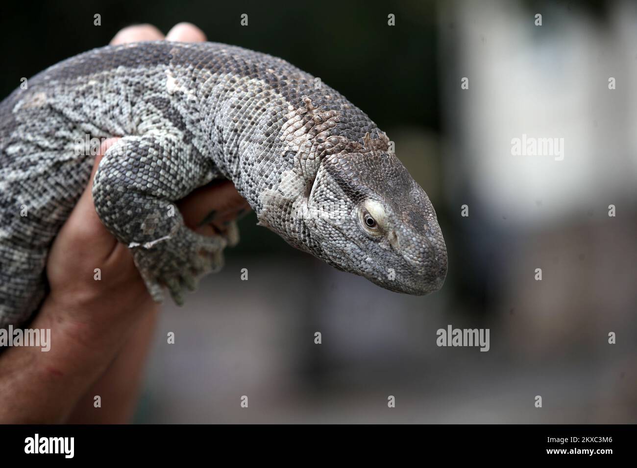 08.07.2019., Croatia, Zagreb - The opening of the exhibition of live ...