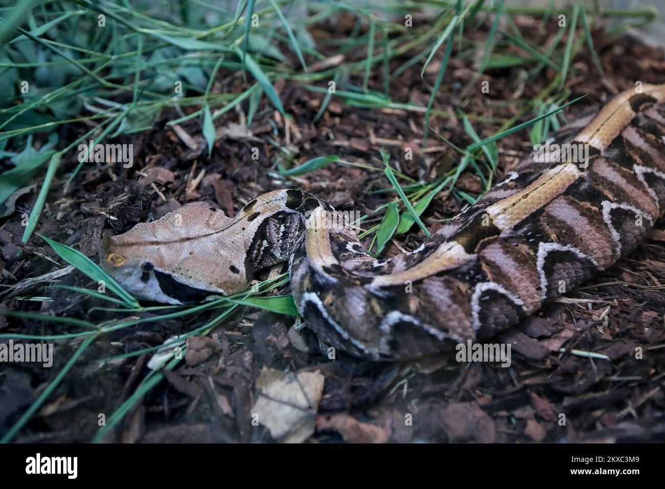 08.07.2019., Croatia, Zagreb - The opening of the exhibition of live ...