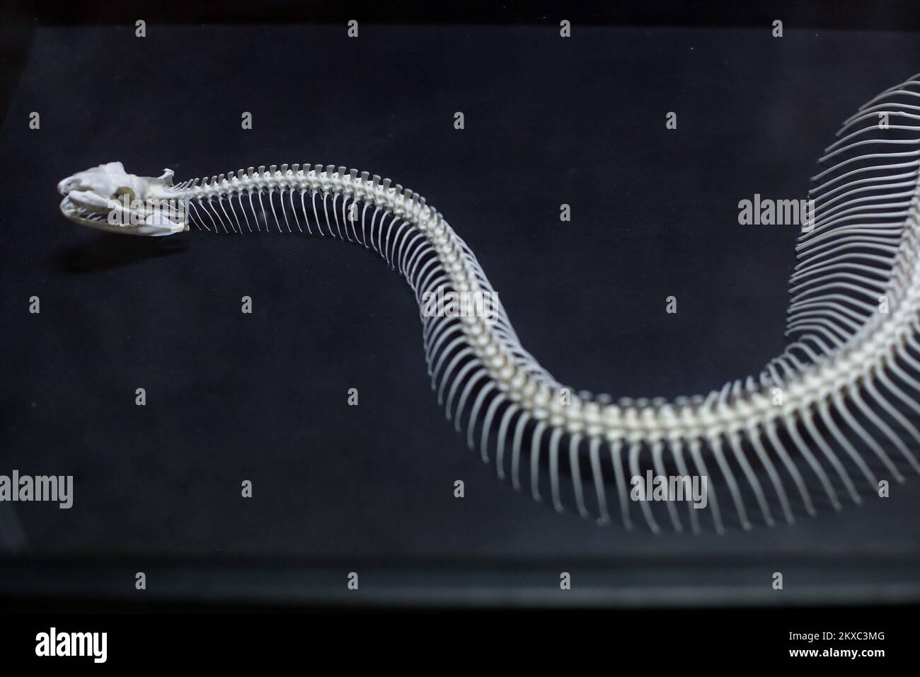 08.07.2019., Croatia, Zagreb - The opening of the exhibition of live ...