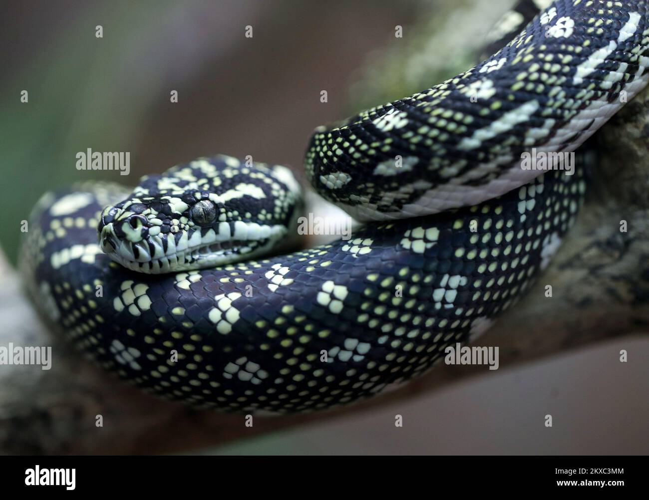 08.07.2019., Croatia, Zagreb - The opening of the exhibition of live ...