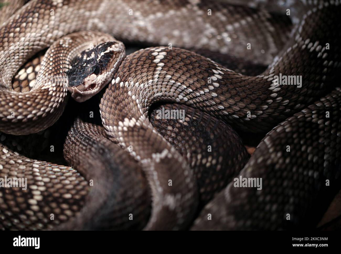 08.07.2019., Croatia, Zagreb - The opening of the exhibition of live ...
