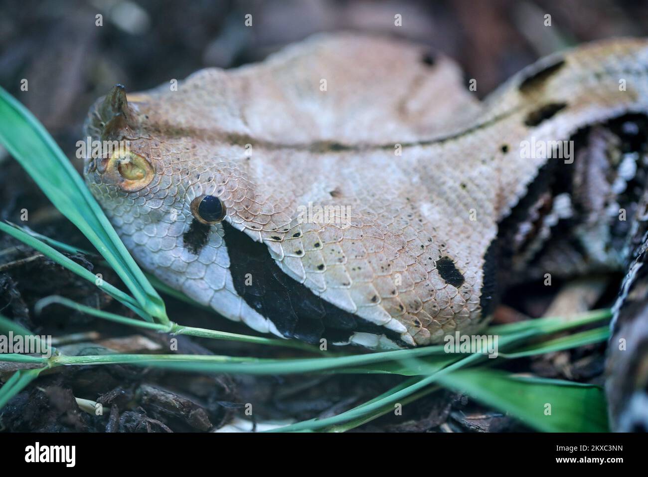 08.07.2019., Croatia, Zagreb - The opening of the exhibition of live ...
