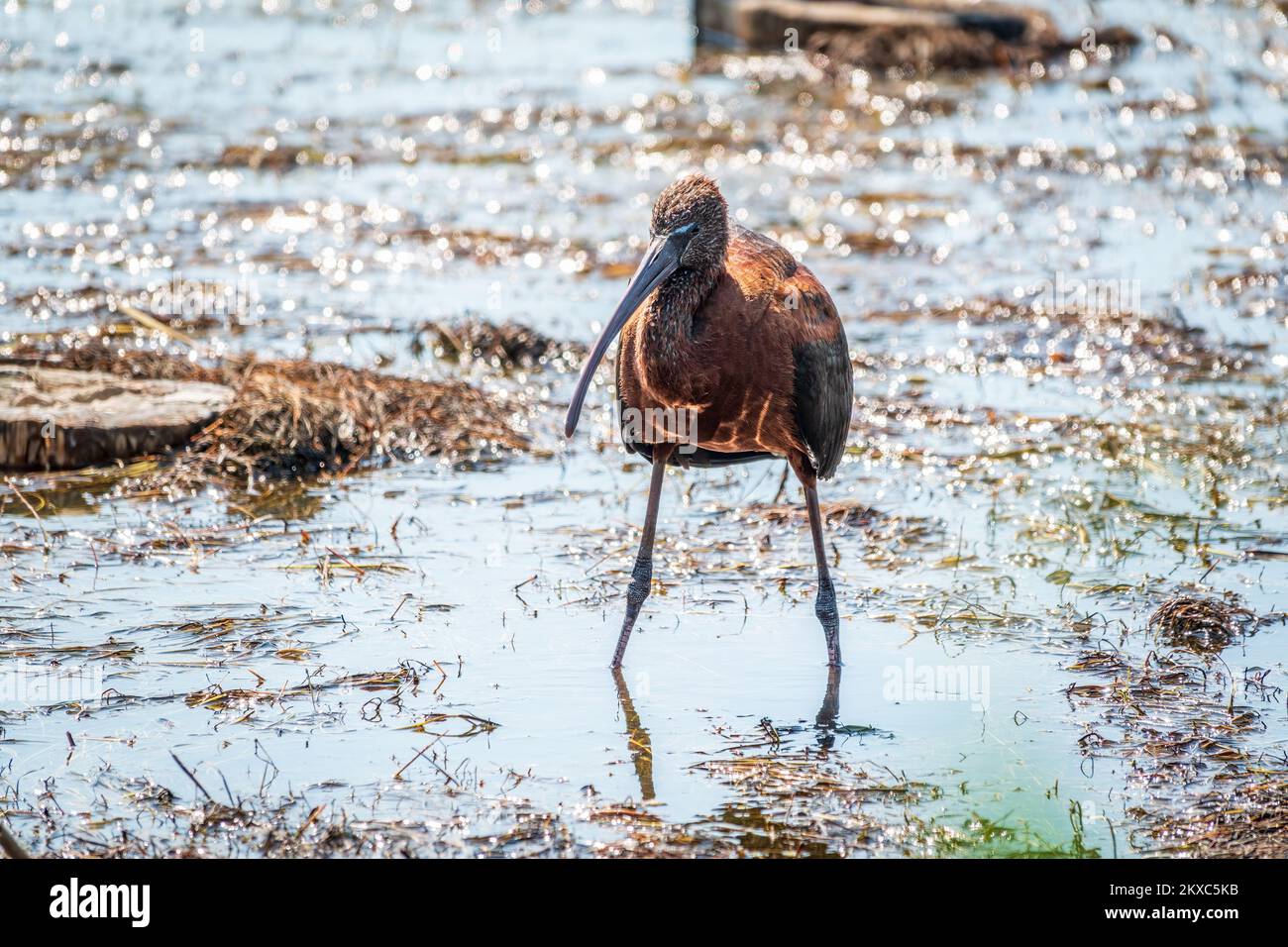 The glossy ibis, latin name Plegadis falcinellus, searching for food in ...