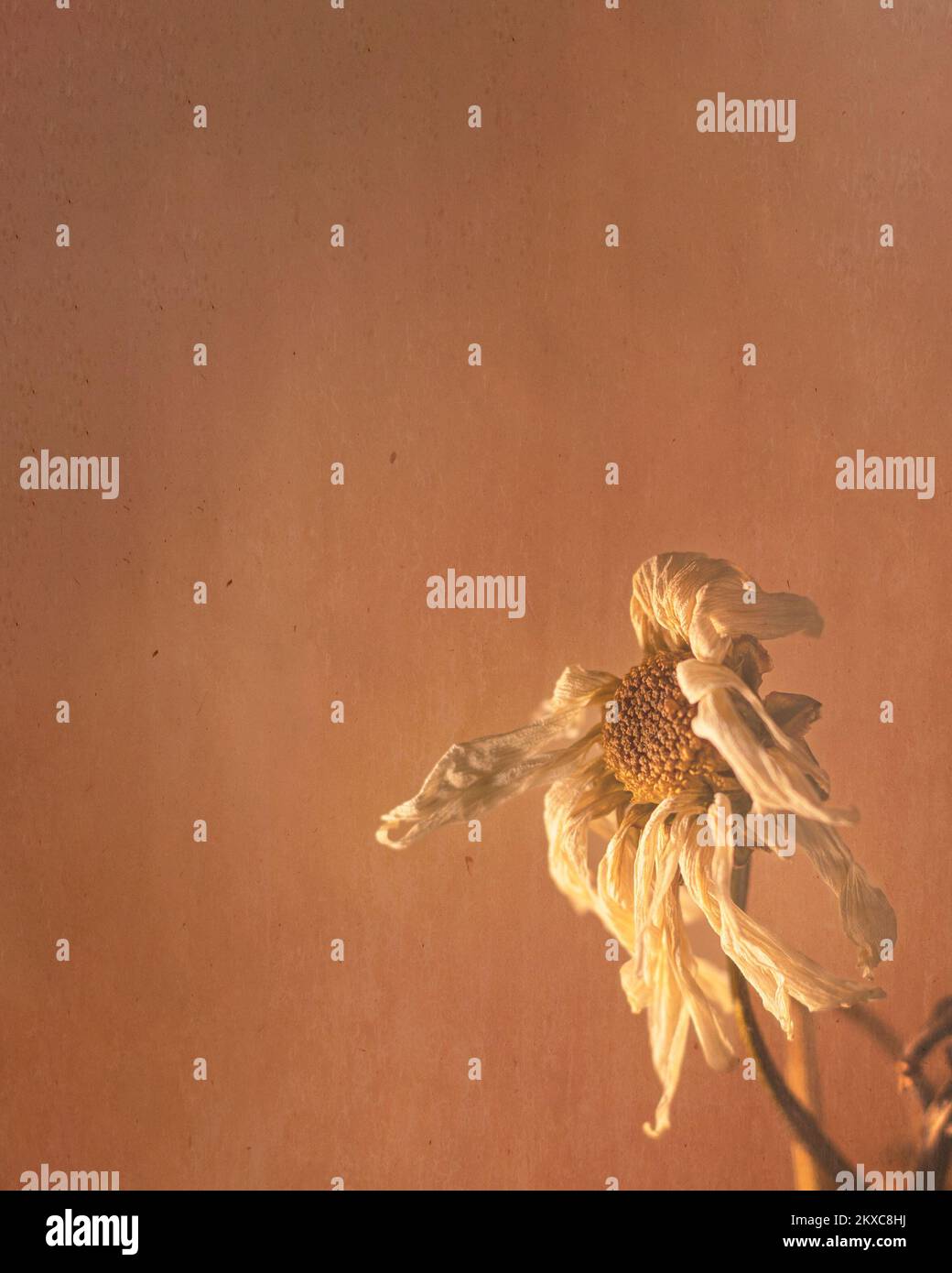 A dying daisy flower, on a textured background Stock Photo - Alamy