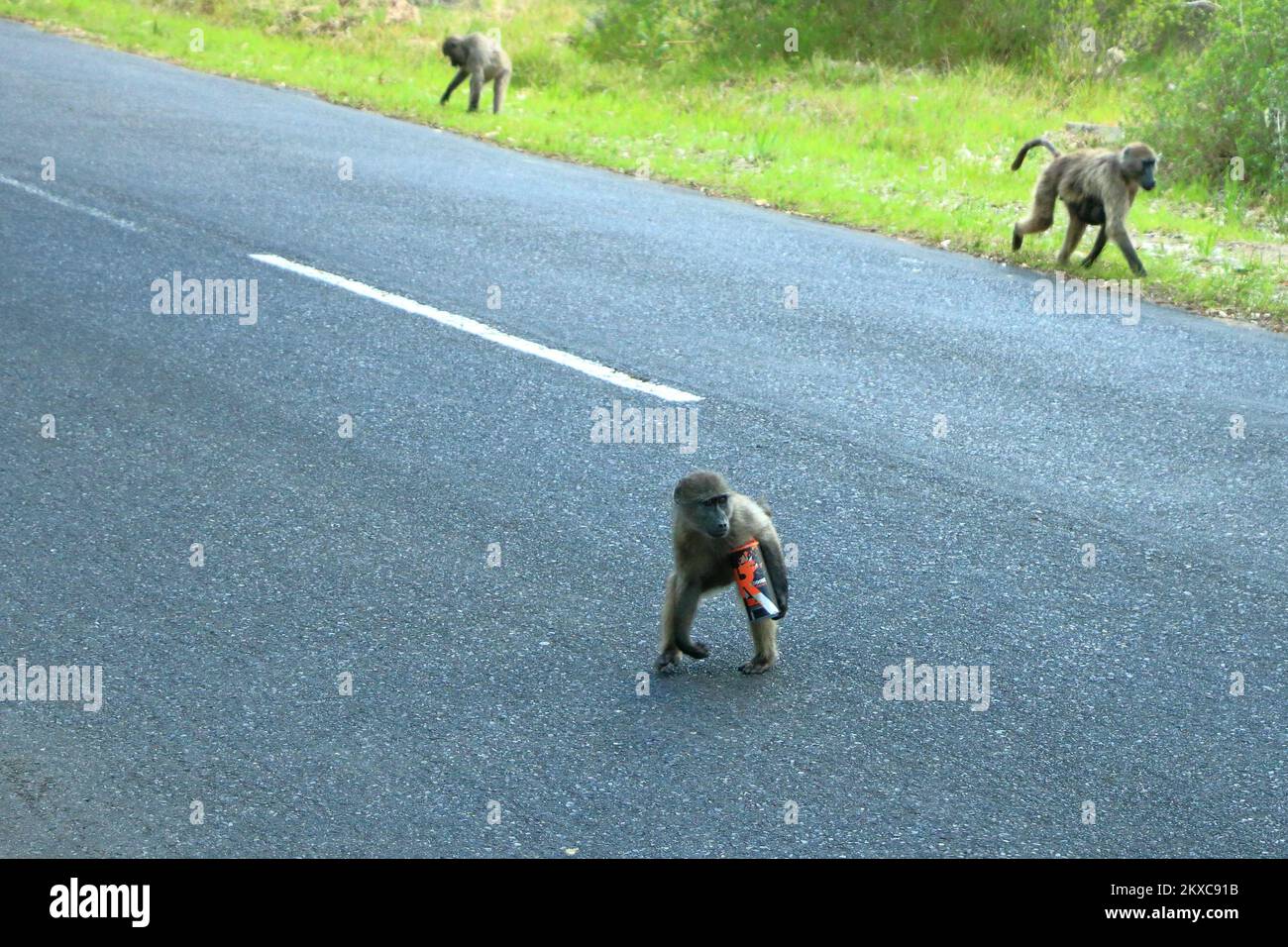 September 25 2022 - Cape Town, South Africa: Baboons ( Papio ursinus ...