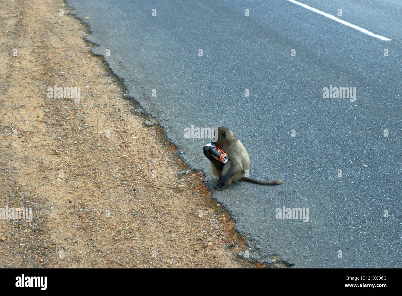 September 25 2022 - Cape Town, South Africa: Baboons ( Papio ursinus ...