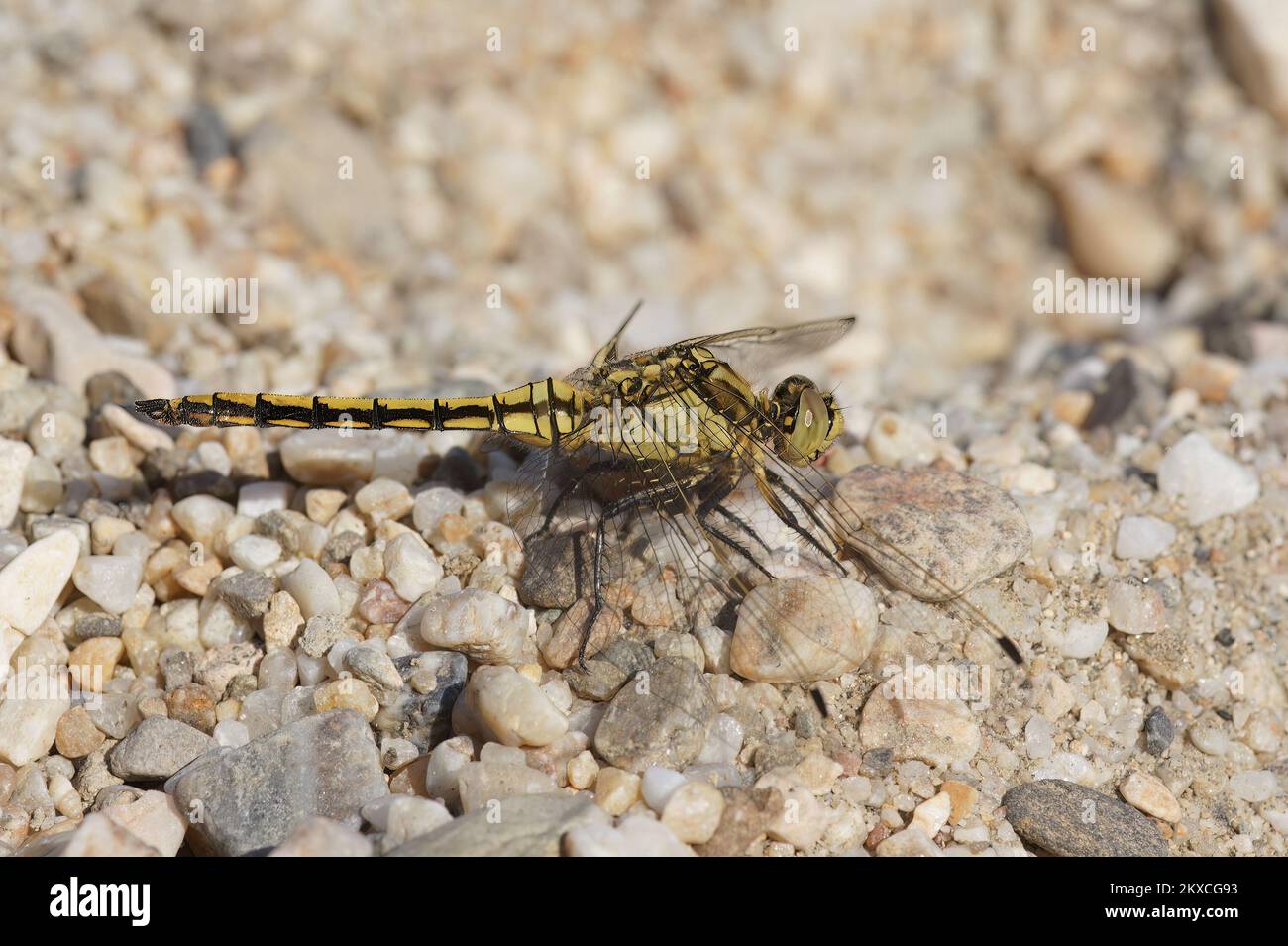 Detailed closeup on a female Southern skimmer dragonfly, Orthetrum ...