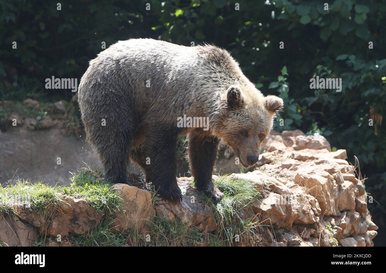 12.08.2019., Kuterevo, Croatia - The Bear Sanctuary is located in ...