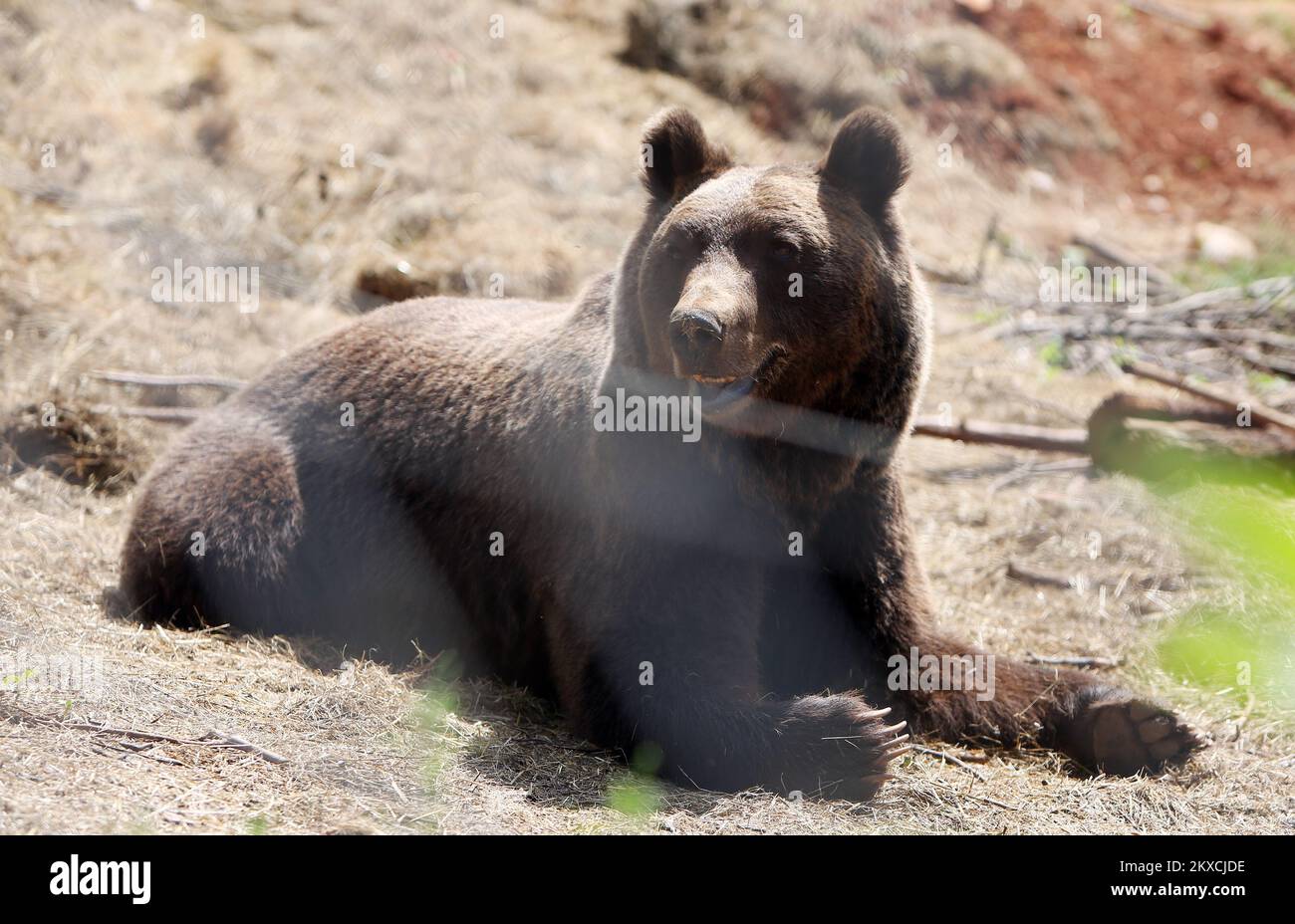 12.08.2019., Kuterevo, Croatia - The Bear Sanctuary is located in ...