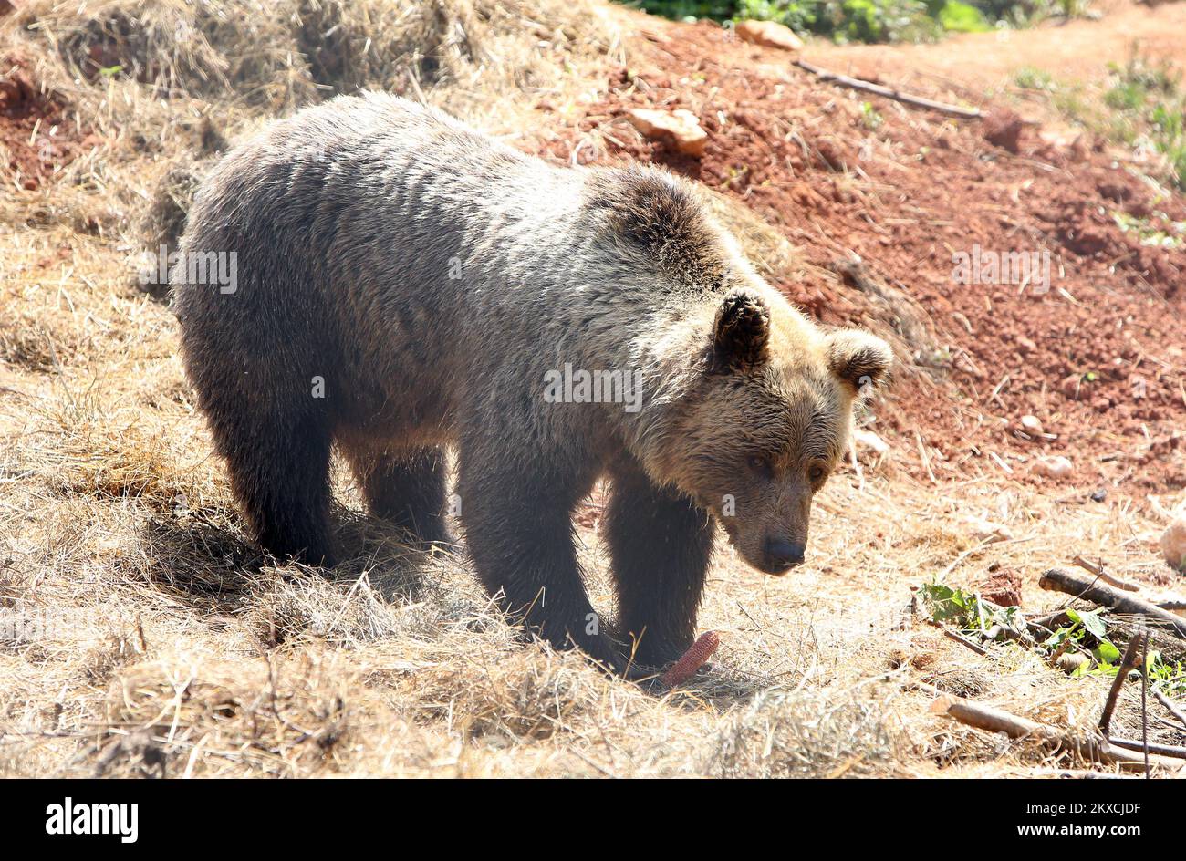 12.08.2019., Kuterevo, Croatia - The Bear Sanctuary is located in ...