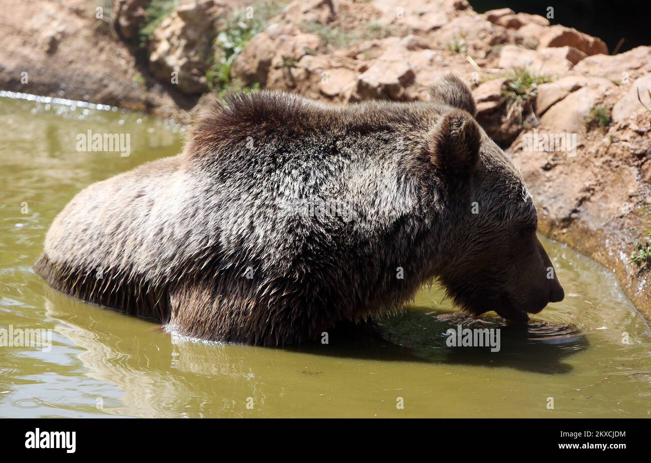 12.08.2019., Kuterevo, Croatia - The Bear Sanctuary is located in ...