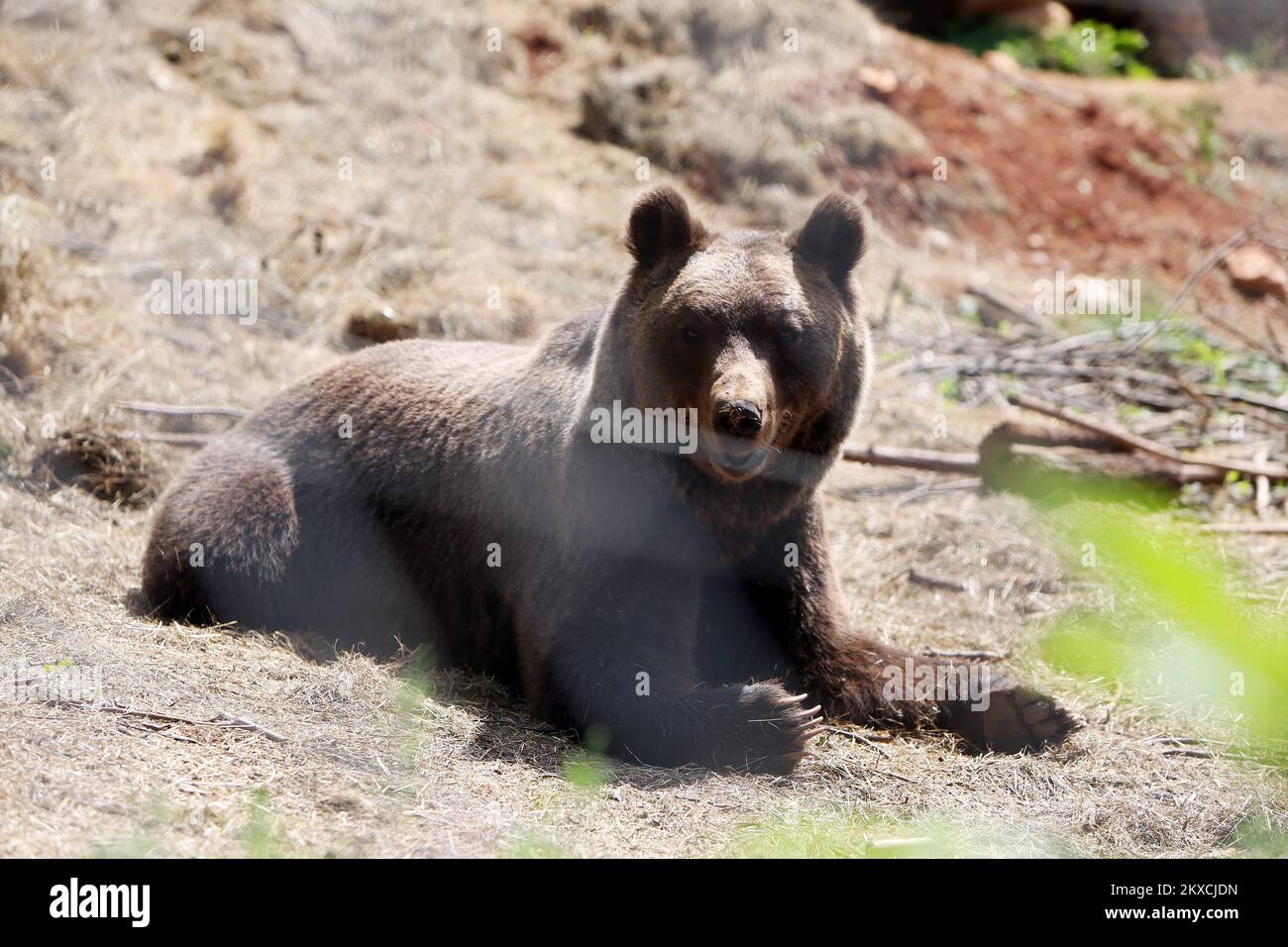 12.08.2019., Kuterevo, Croatia - The Bear Sanctuary is located in ...