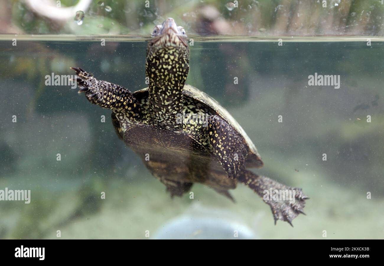 Two turtle species hi-res stock photography and images - Alamy
