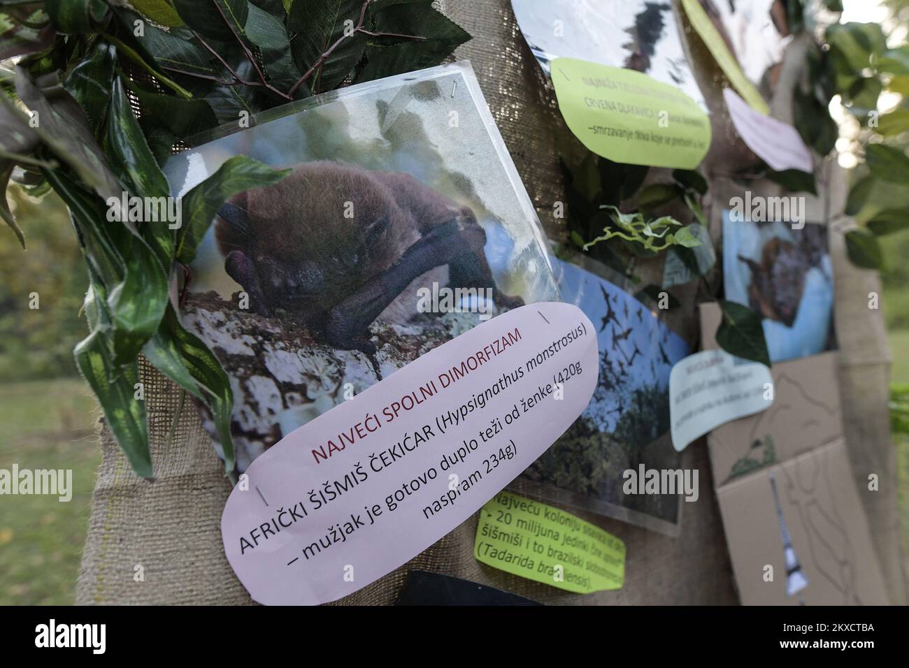 31.08.2019., Zagreb, Croatia - International Bat Night was celebrated ...
