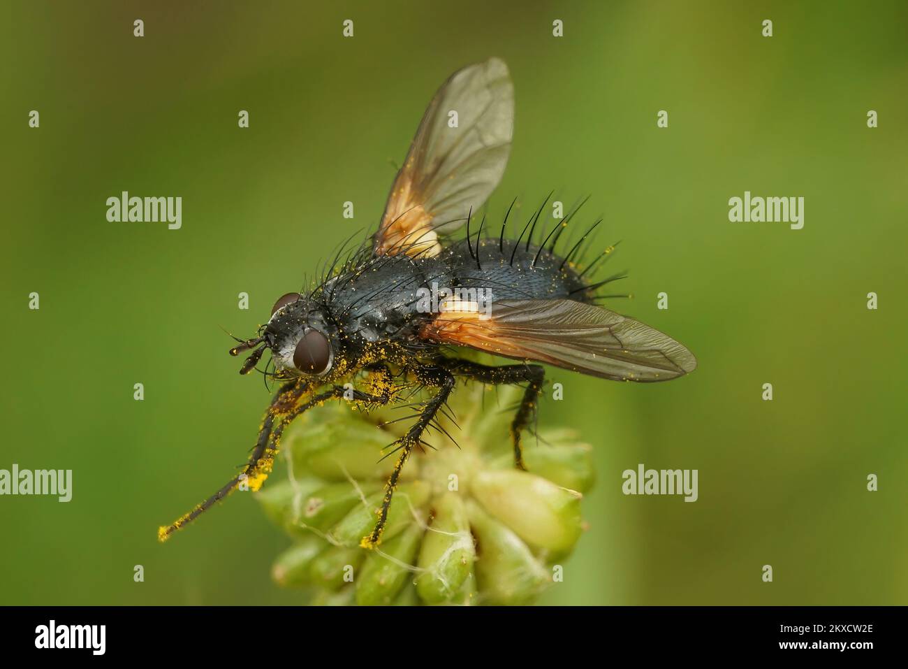 Detailed natural closeup on a spiky Tachnid fly, Zophomyia temula Stock ...