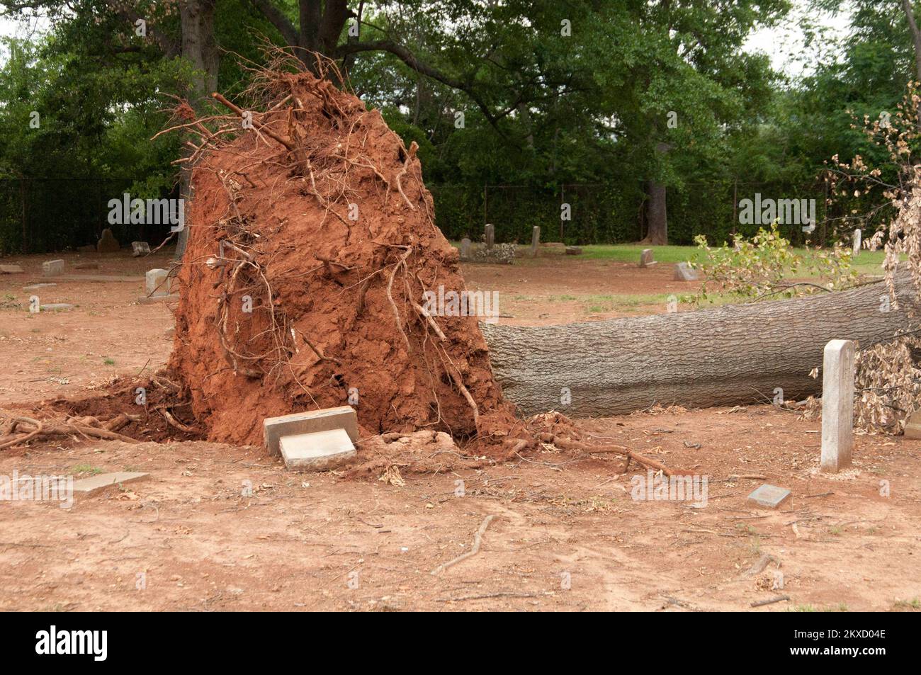 Tornado - Ala. , May 15, 2011 An oak tree slammed to the ground by ...
