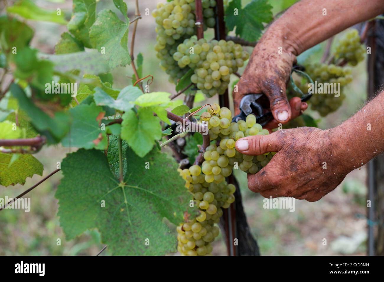 Zmajevac wine hi-res stock photography and images - Alamy