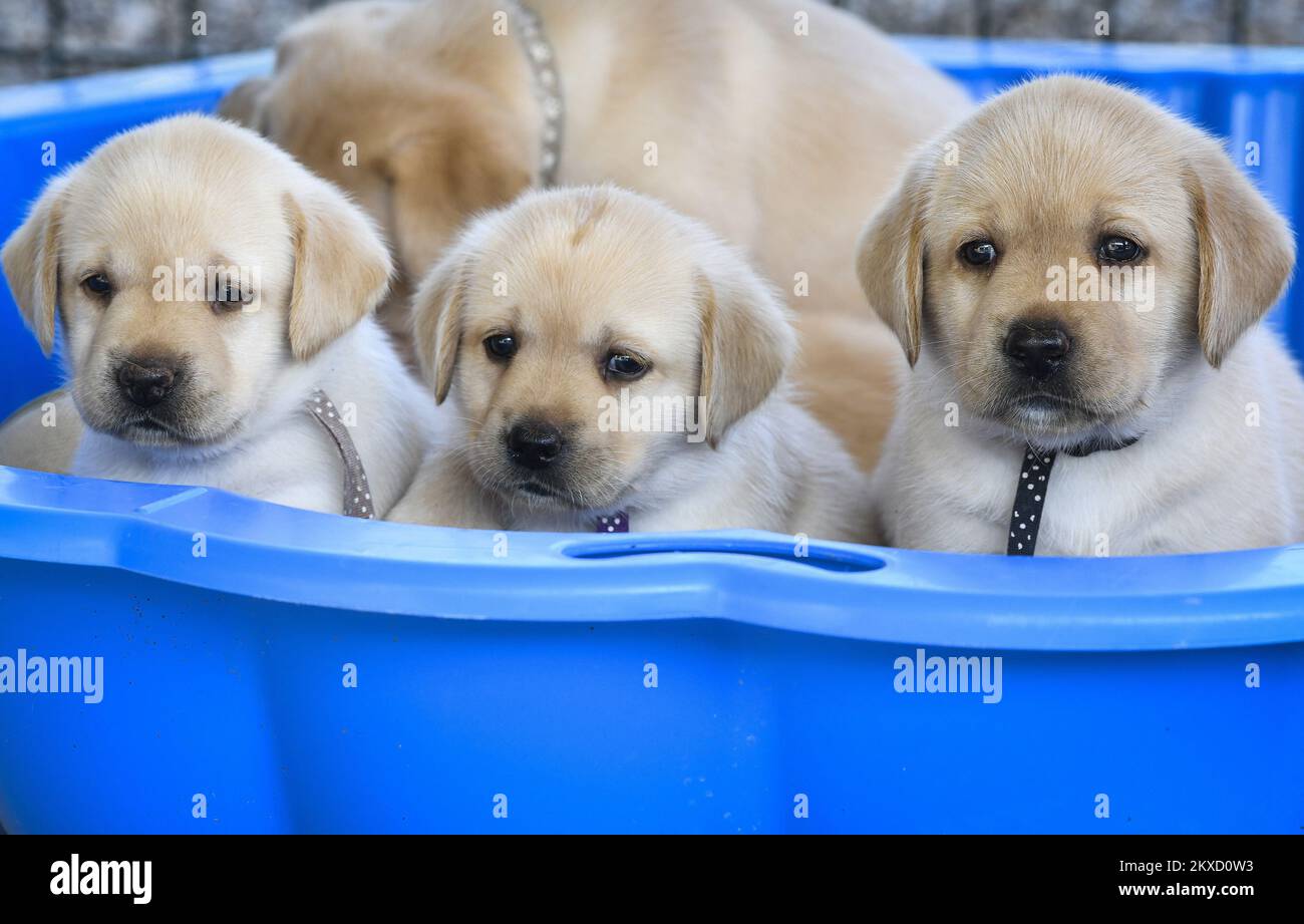 09.09.2019., Croatia, Zagreb - Five weeks old Labrador Puppies Photo ...