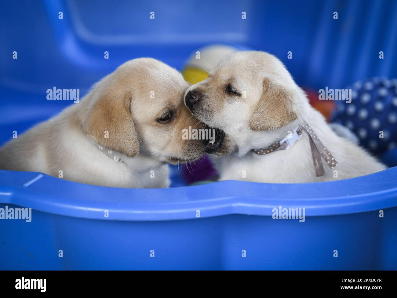 09.09.2019., Croatia, Zagreb - Five weeks old Labrador Puppies Photo ...