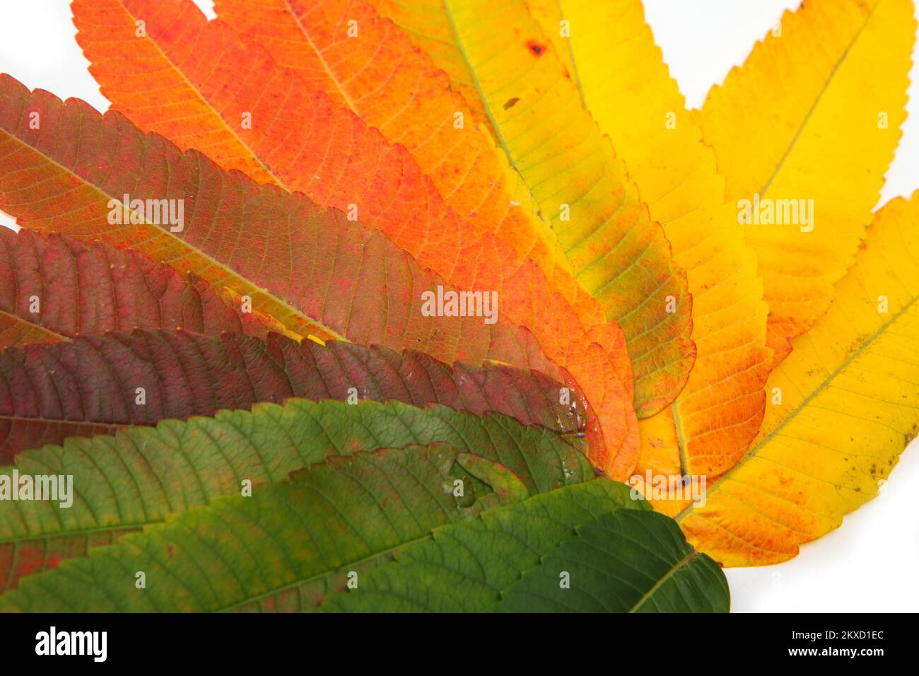The nice colored sorted variety of the leafs in a different stadium of ...