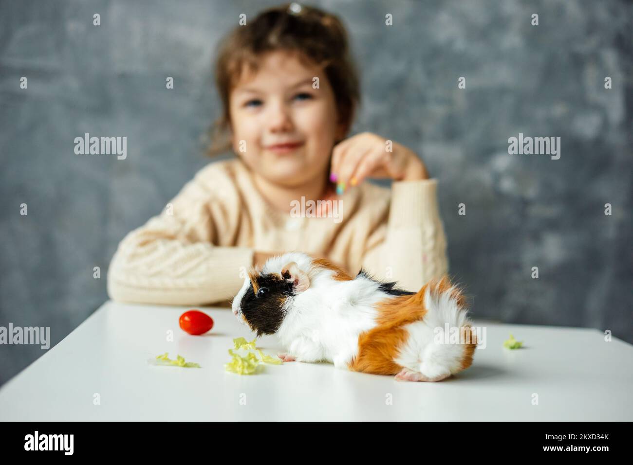 White-orange-black guinea pig sit on table and eat cherry tomato and ...
