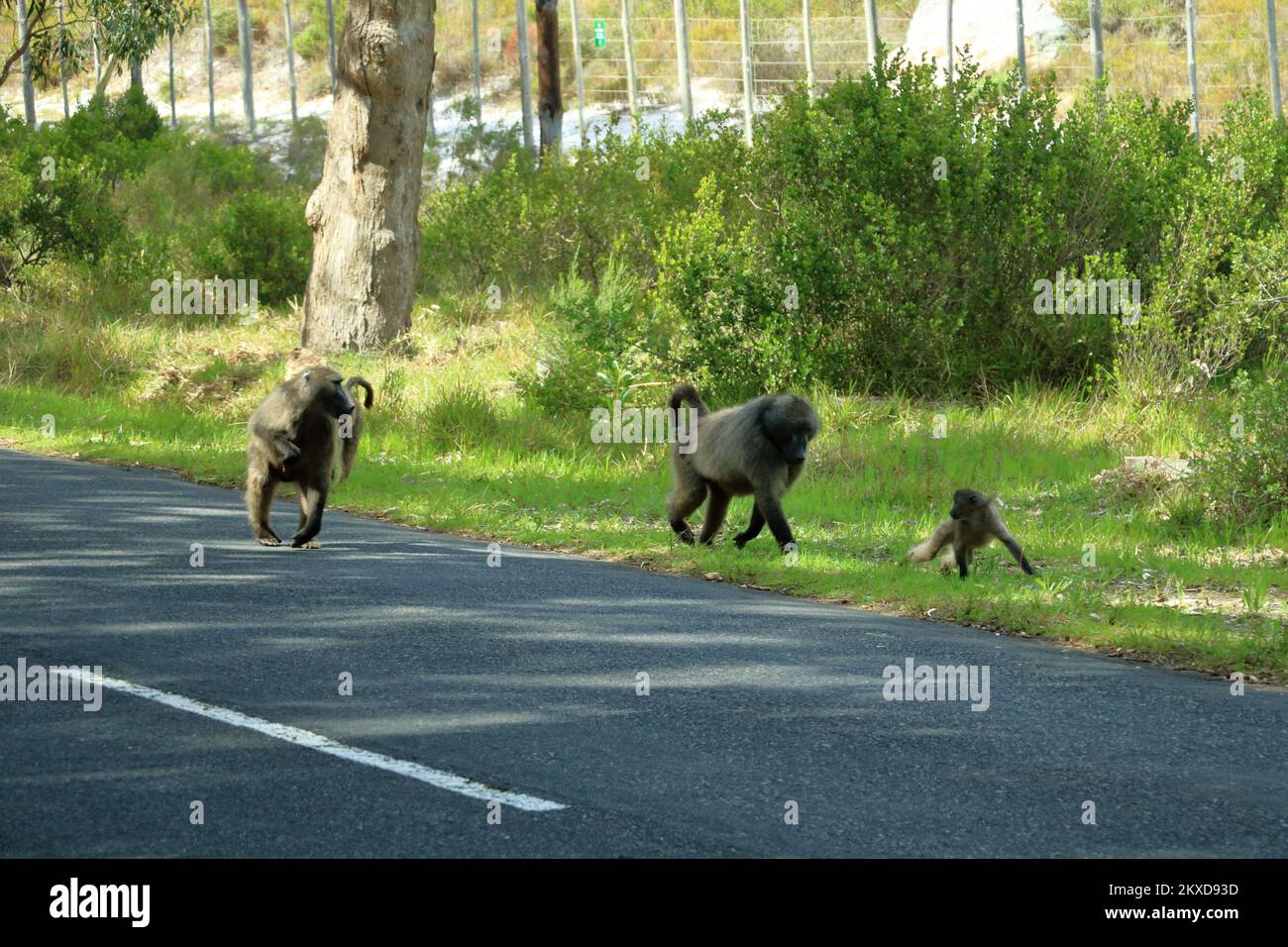 Baboons ( Papio ursinus ) strolling down the street in South Africa ...