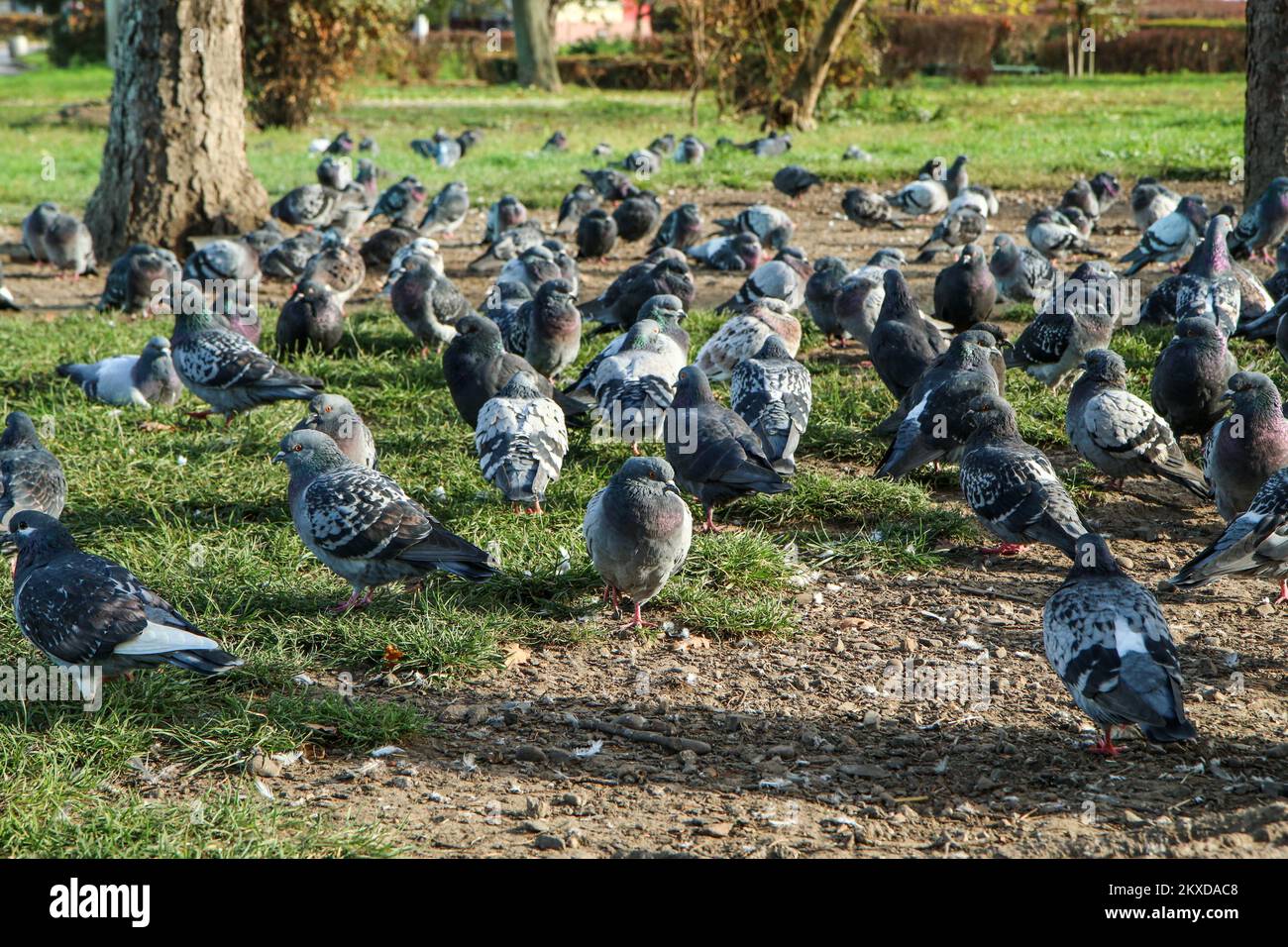The big group of pigeons nesting on the ground under the trees in the ...