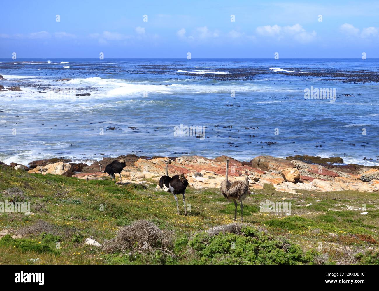 common ostriches on pebble beach of Cape of Good Hope Nature Reserve in ...