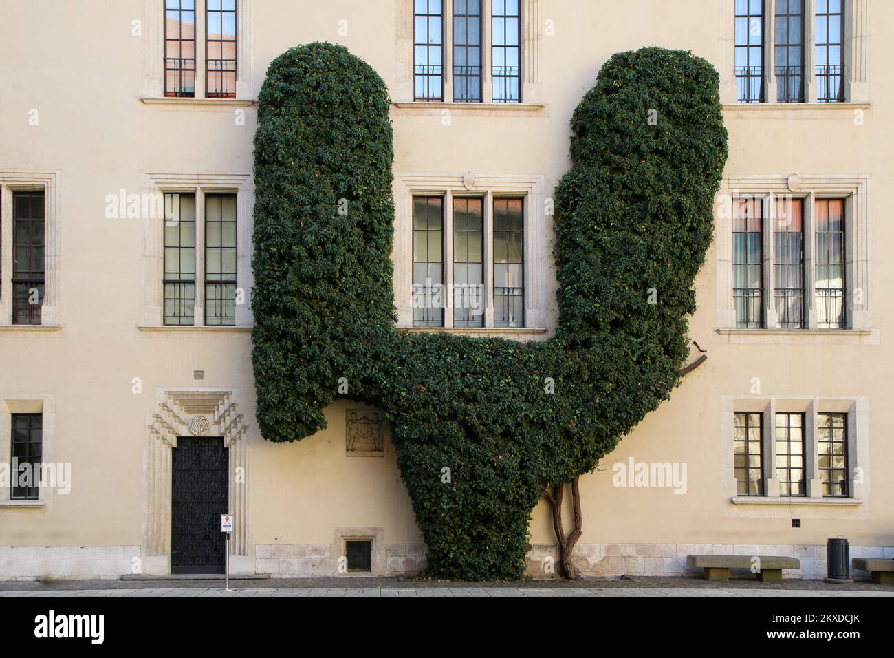 An interestingly trimmed tree in the courtyard of the castle Wawel in ...