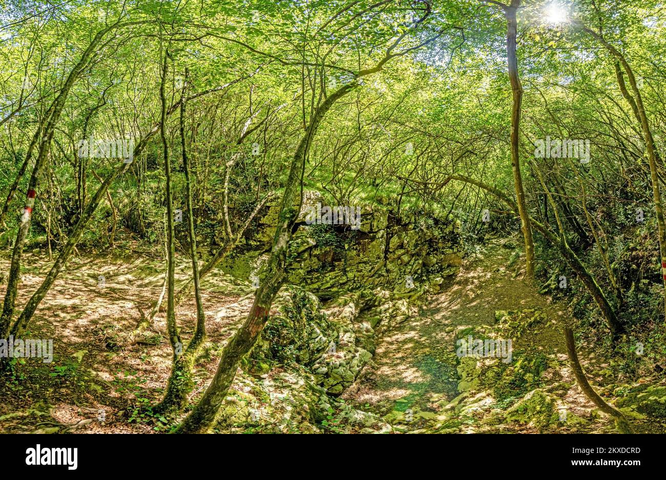 Pictures of a hike through dense green forest along a dried riverbed in ...