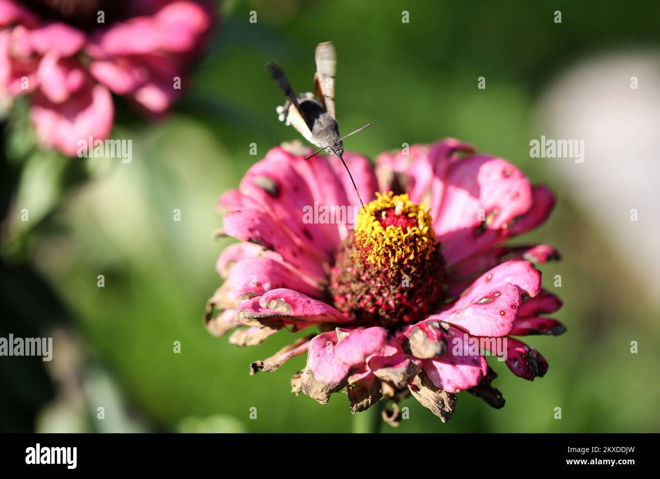 21.10.2019., Zagreb, Croatia - Hummingbird hawk-moth feeding on flower ...