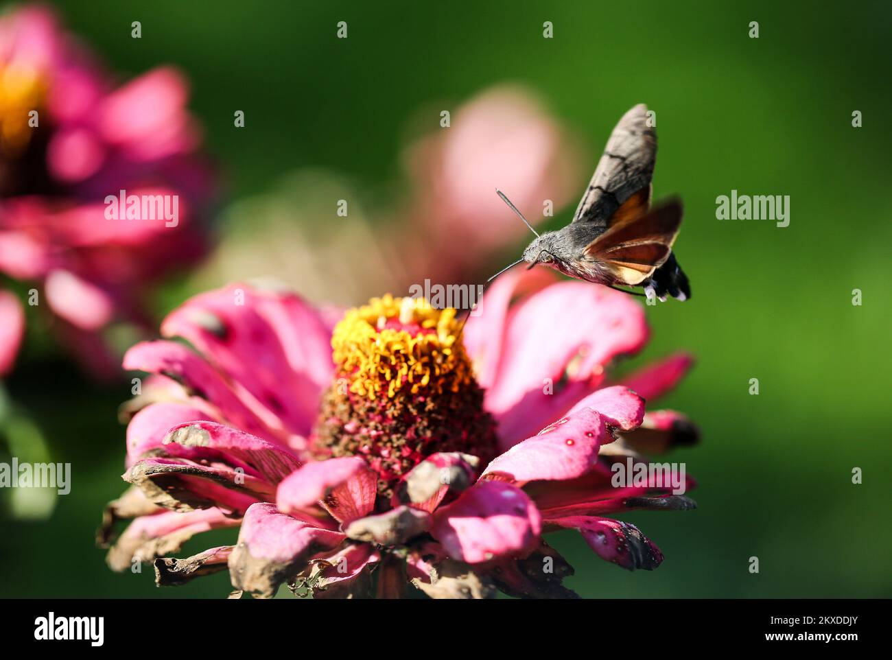 21.10.2019., Zagreb, Croatia - Hummingbird hawk-moth feeding on flower ...