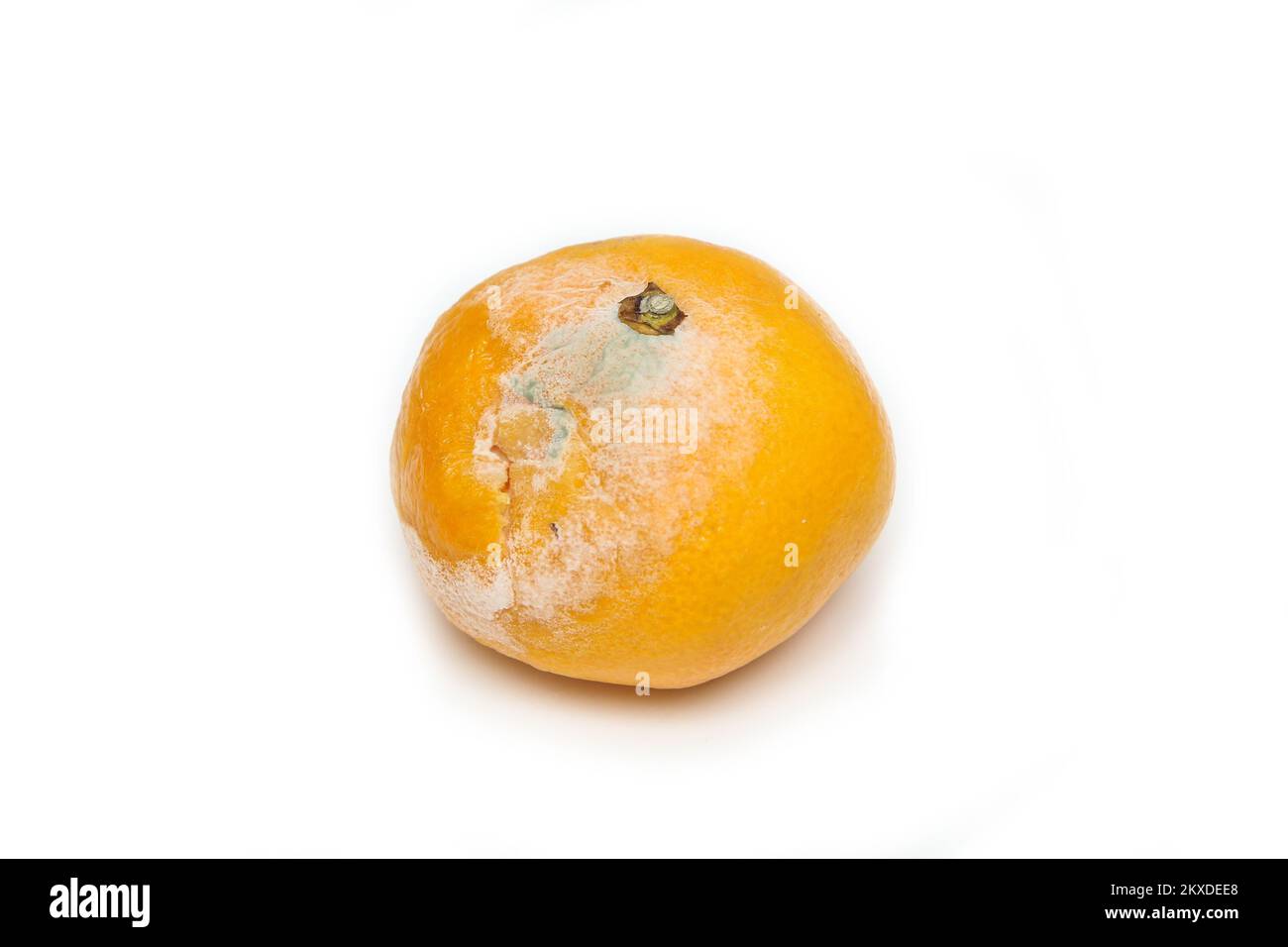A picture of the rotten tangerine. It is caused by the small damage of ...