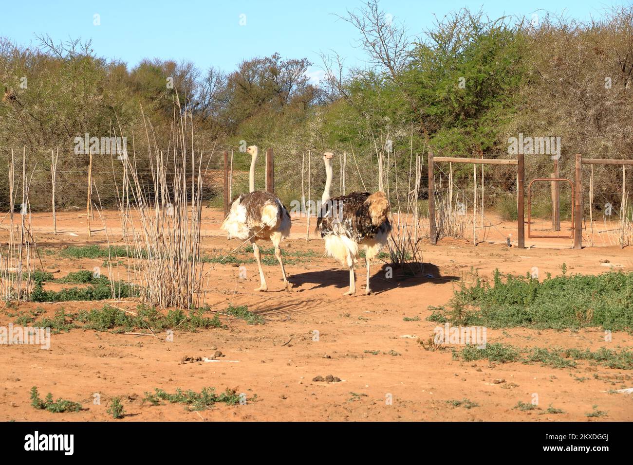 Ostrich farm near Oudtshoorn in South Africa Stock Photo - Alamy