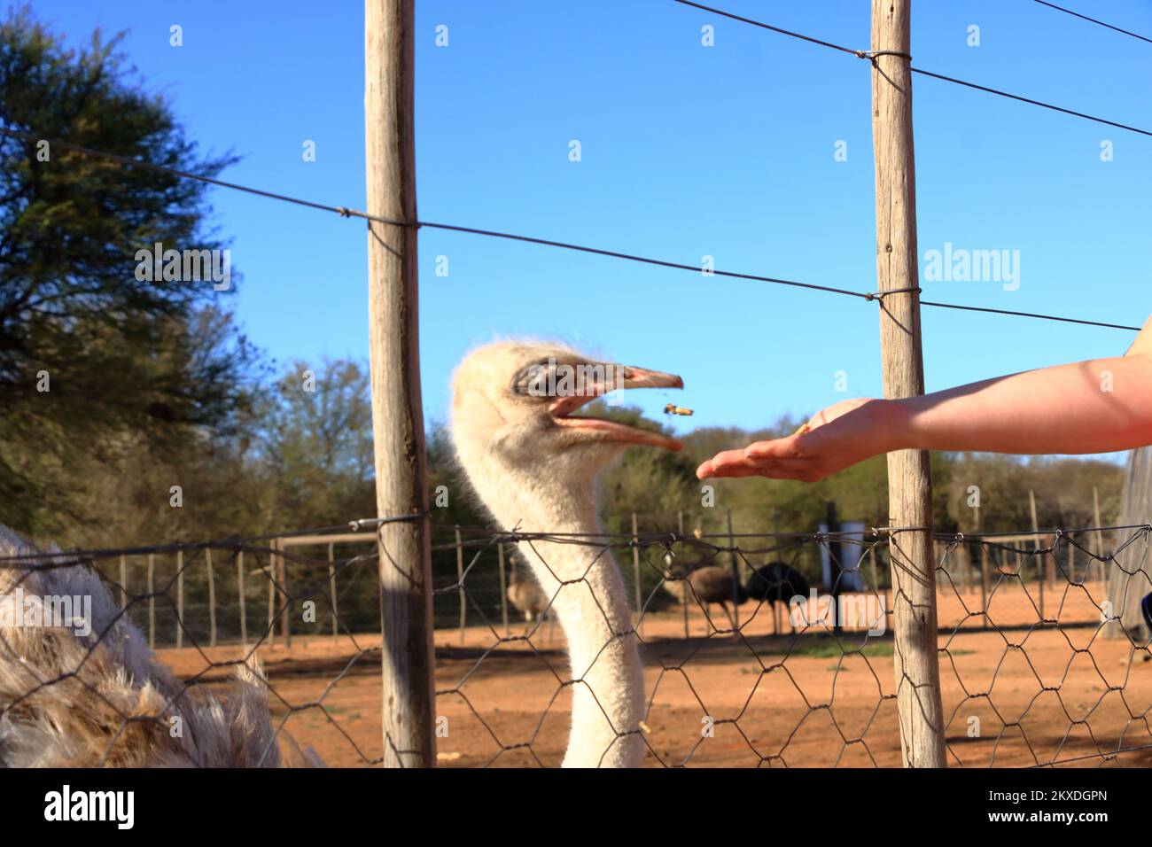 Ostrich farm near Oudtshoorn in South Africa Stock Photo - Alamy