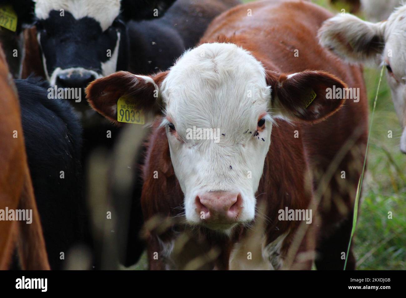 Black and white beautiful calf Stock Photo - Alamy