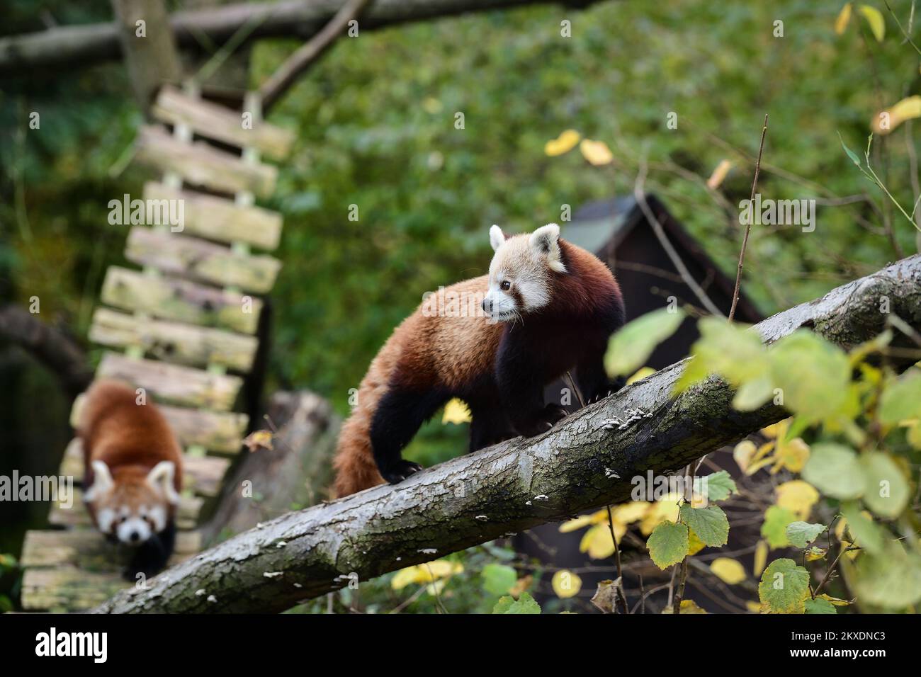 14.11.2019., Zagreb- Hrvatski veslaci Martin i Valent Sinkovic dali su ...