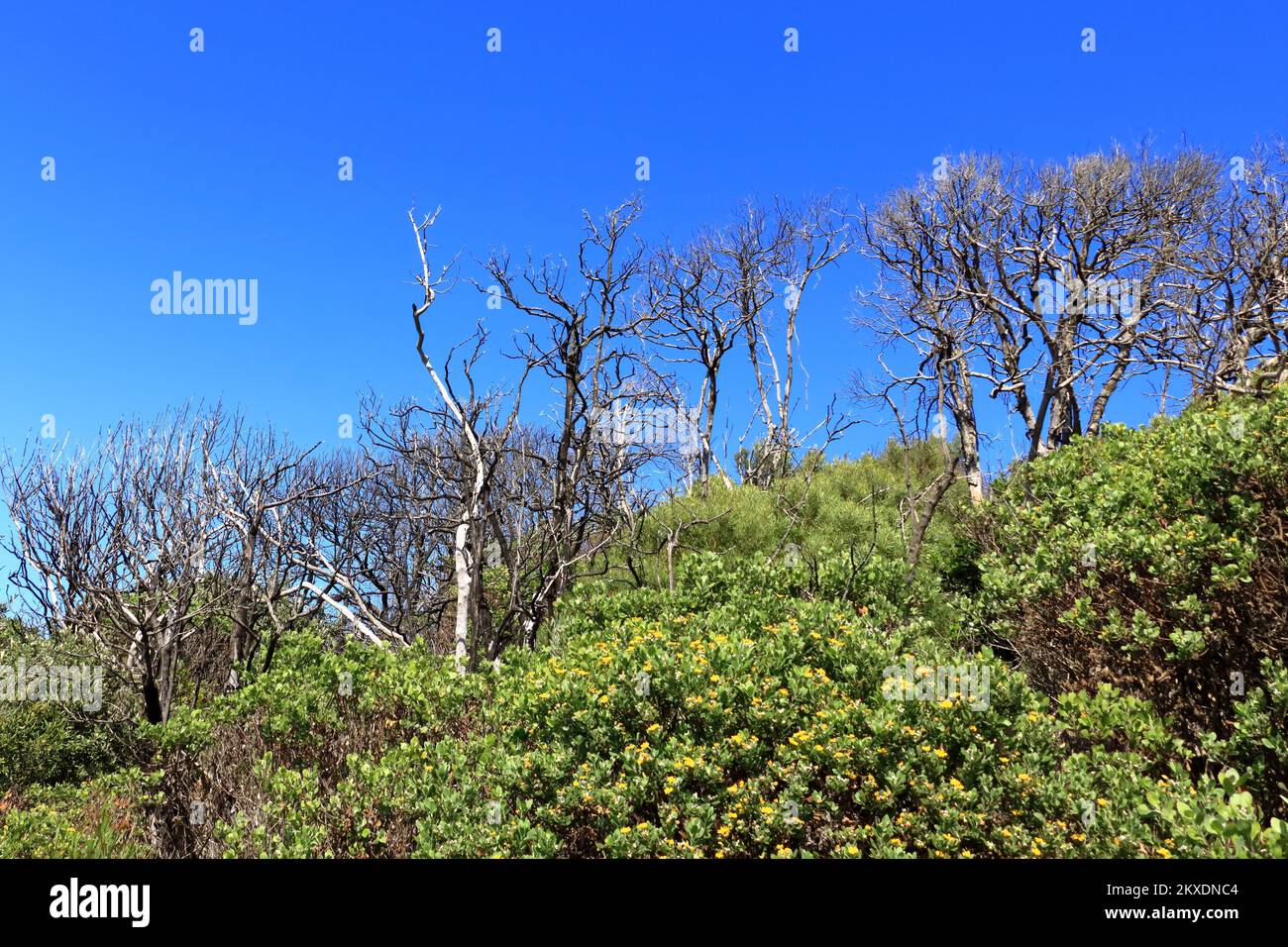 The plants in the Featherbed Nature reserve in Knysna on a beautiful ...