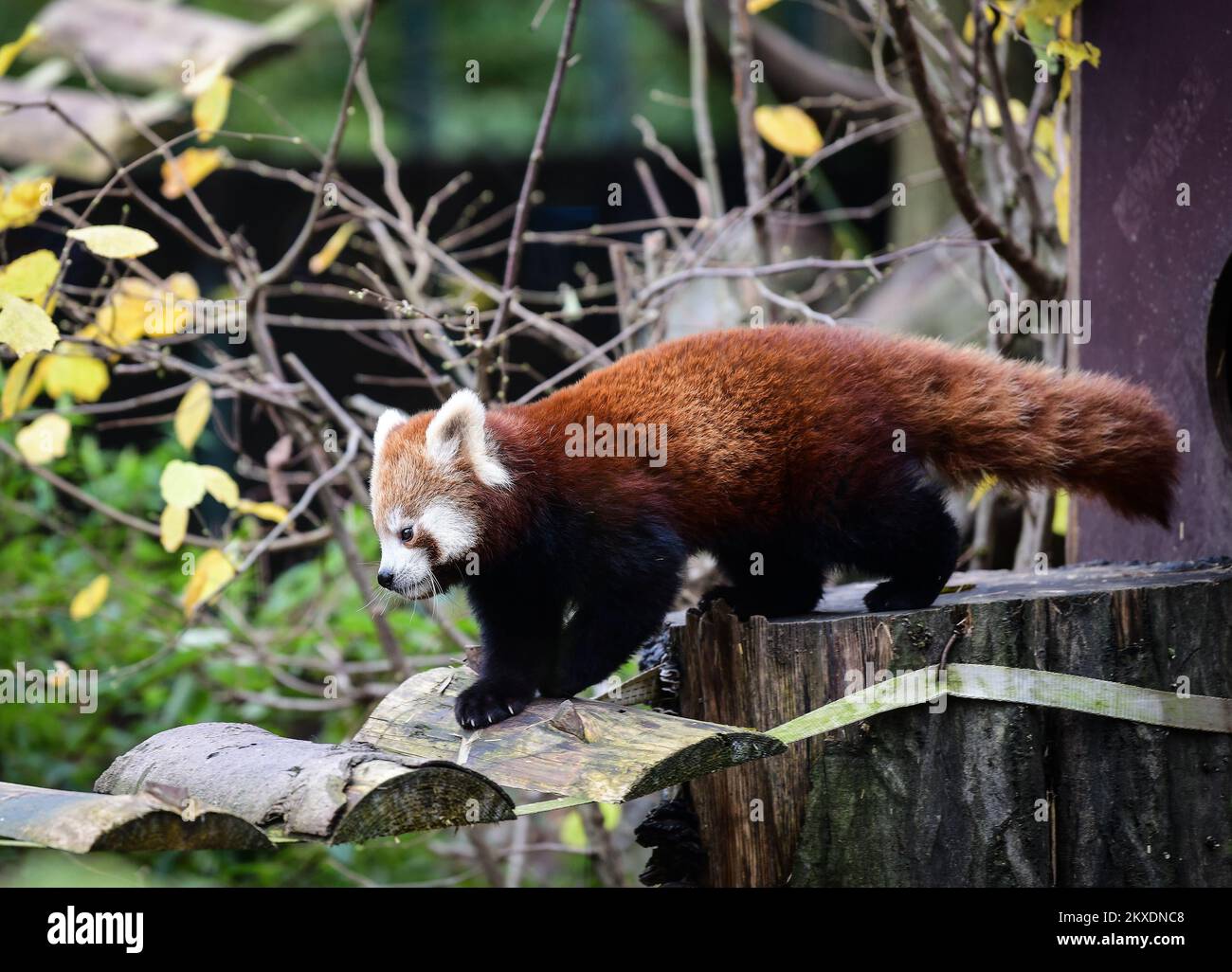 14.11.2019., Croatia, Zagreb - The four-month-old red panda twins from ...