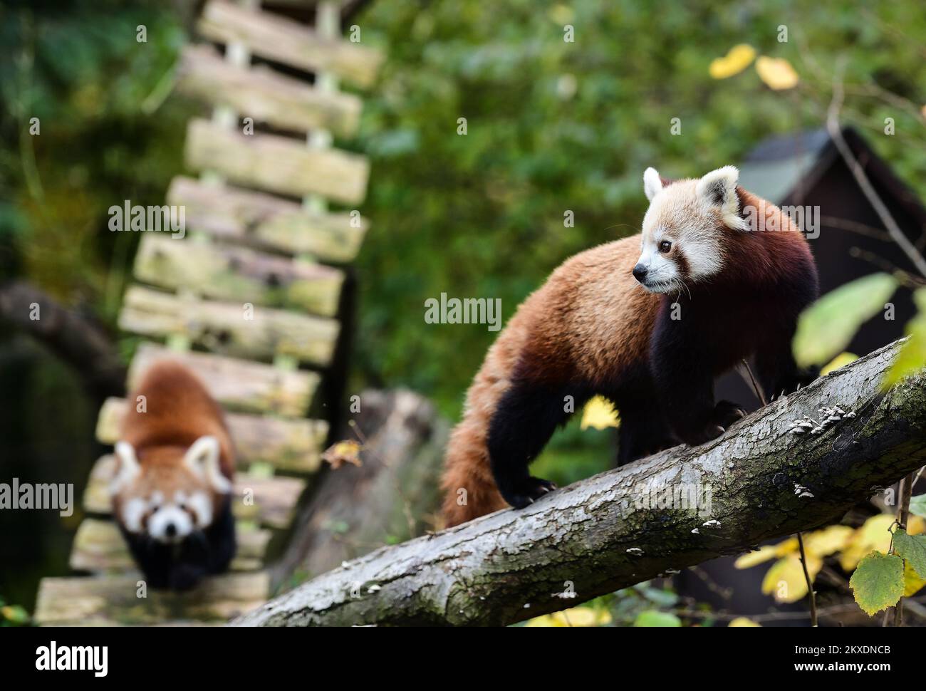 14.11.2019., Croatia, Zagreb - The four-month-old red panda twins from ...