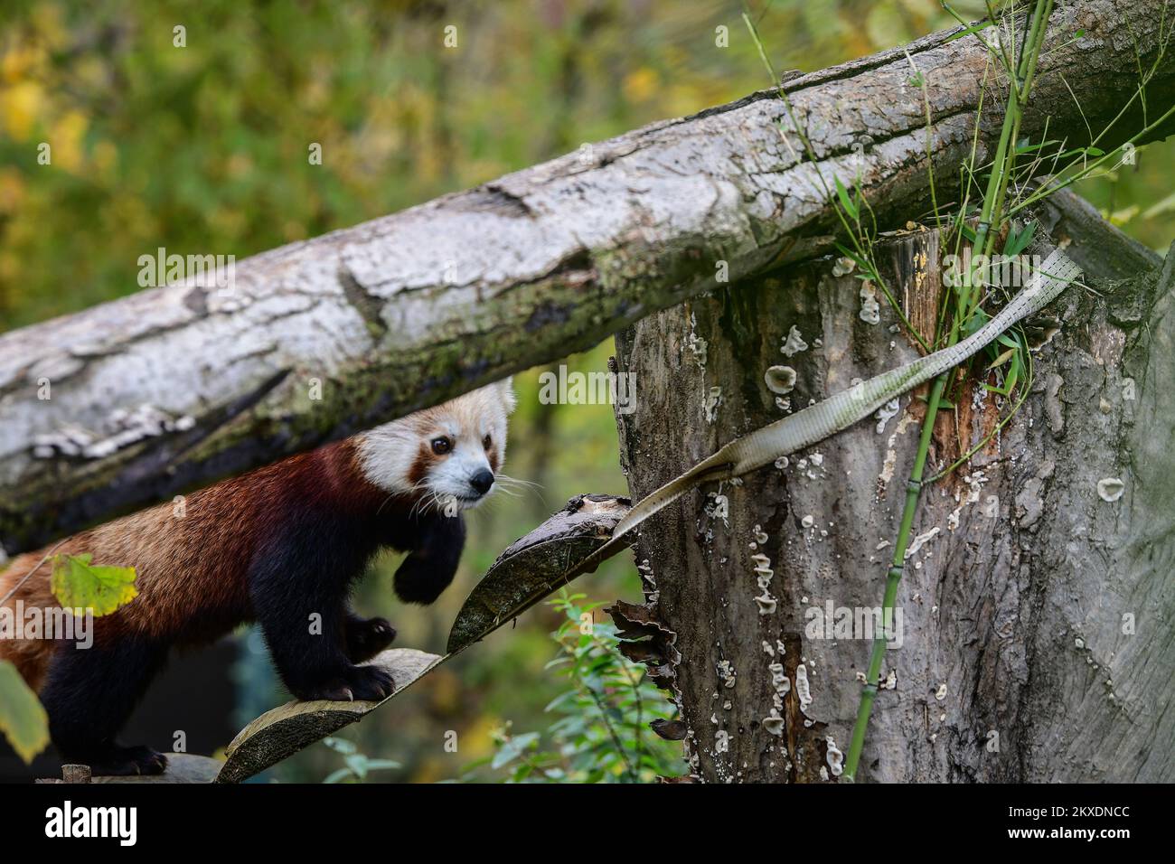 14.11.2019., Zagreb- Hrvatski veslaci Martin i Valent Sinkovic dali su ...