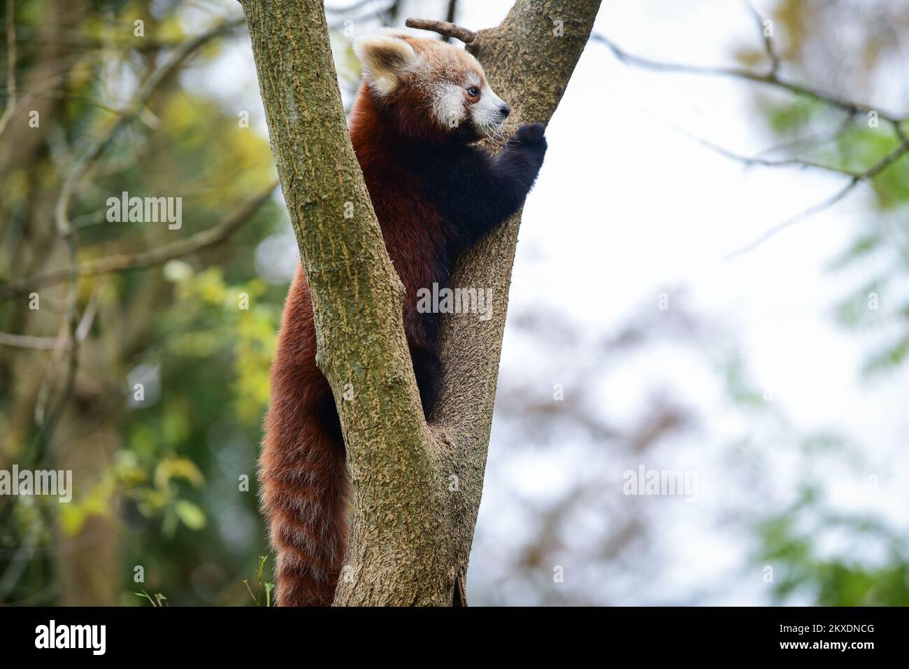 14.11.2019., Croatia, Zagreb - The four-month-old red panda twins from ...