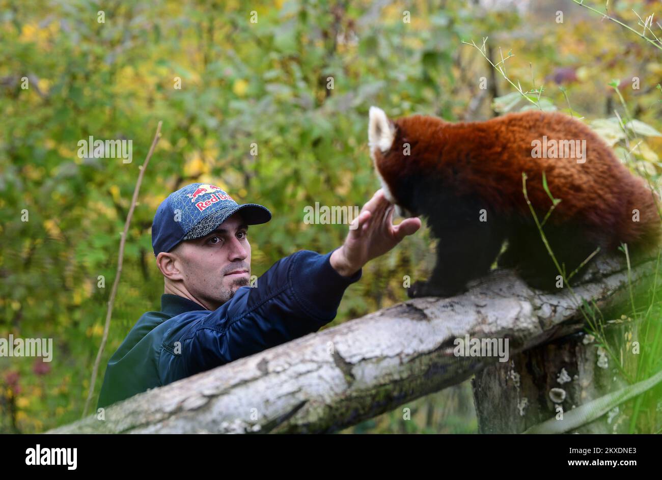 14.11.2019., Croatia, Zagreb - The four-month-old red panda twins from ...