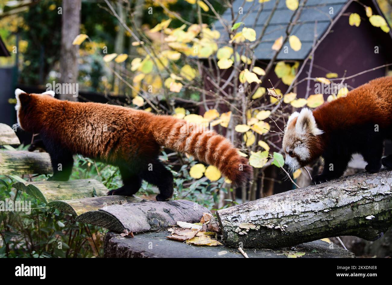 14.11.2019., Croatia, Zagreb - The four-month-old red panda twins from ...