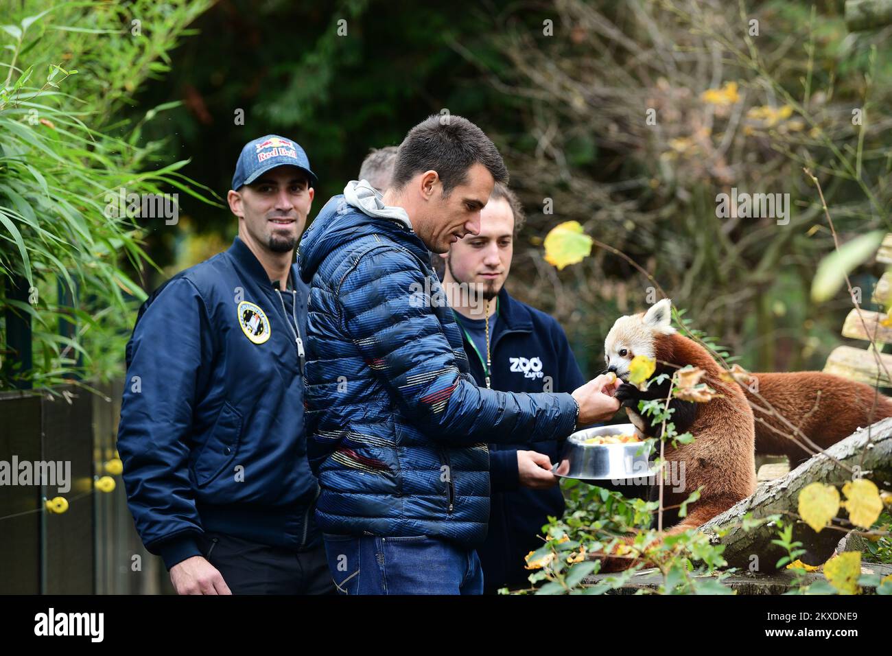 14.11.2019., Croatia, Zagreb - The four-month-old red panda twins from ...