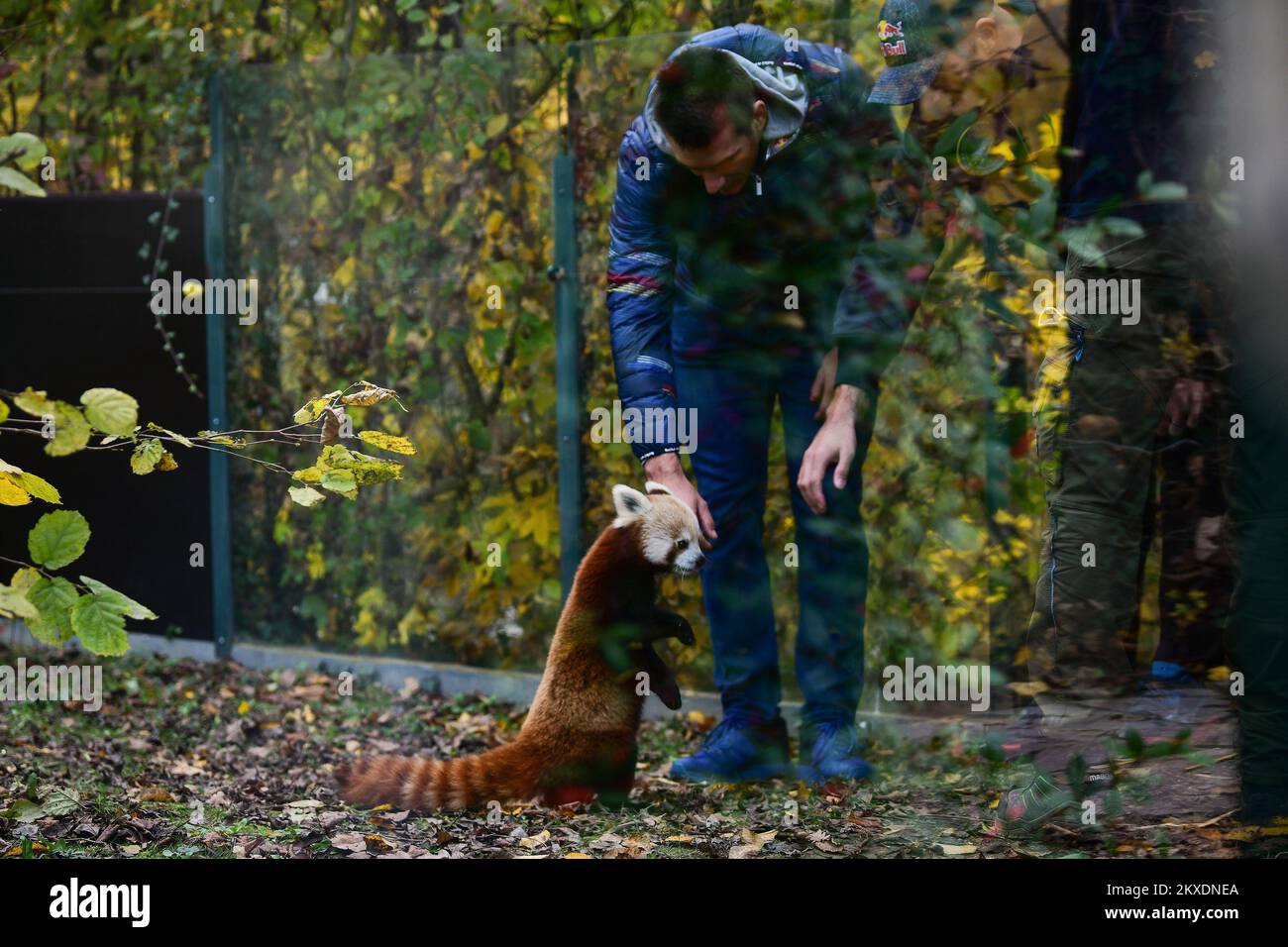 14.11.2019., Croatia, Zagreb - The four-month-old red panda twins from ...