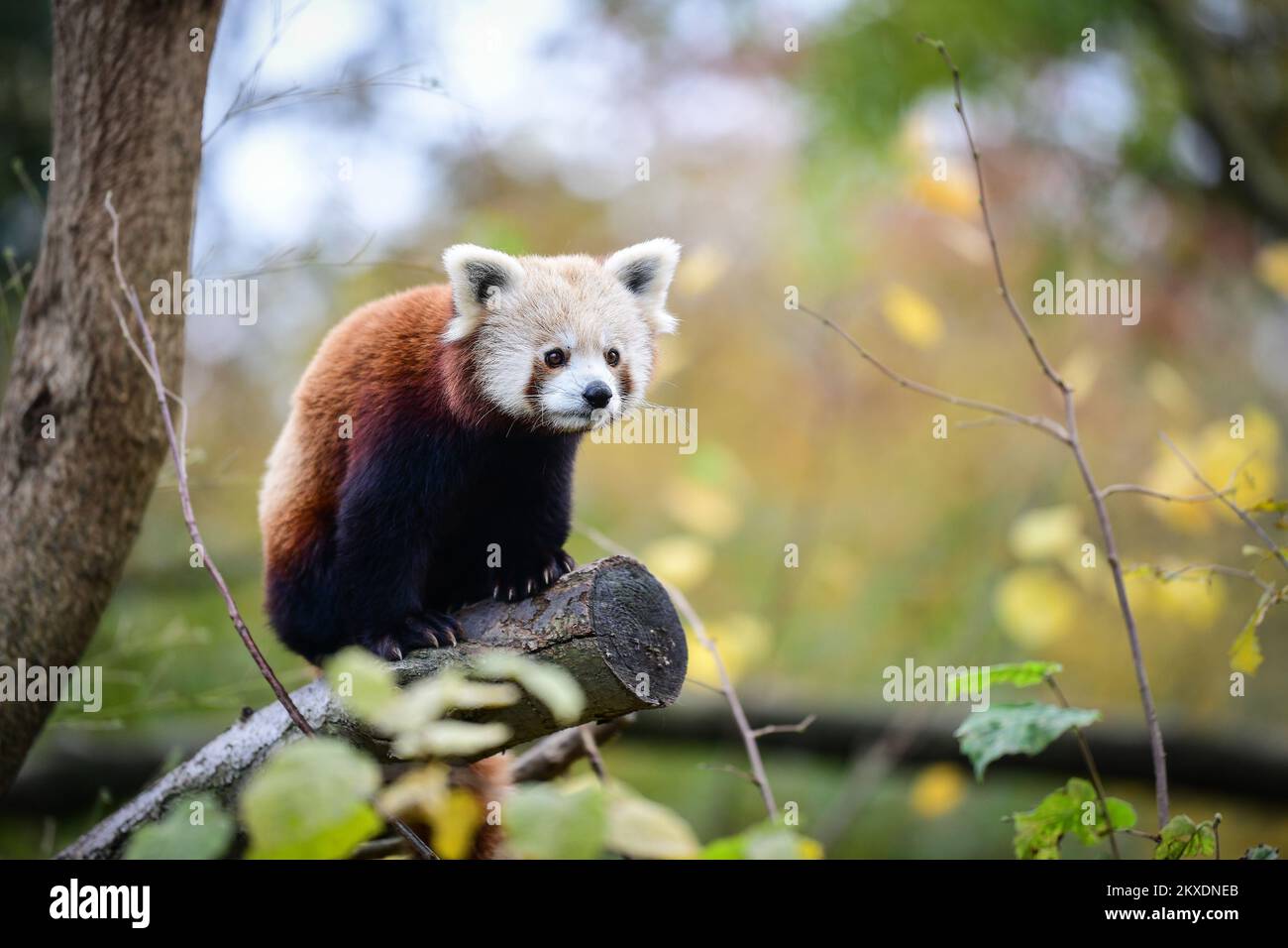 14.11.2019., Croatia, Zagreb - The four-month-old red panda twins from ...