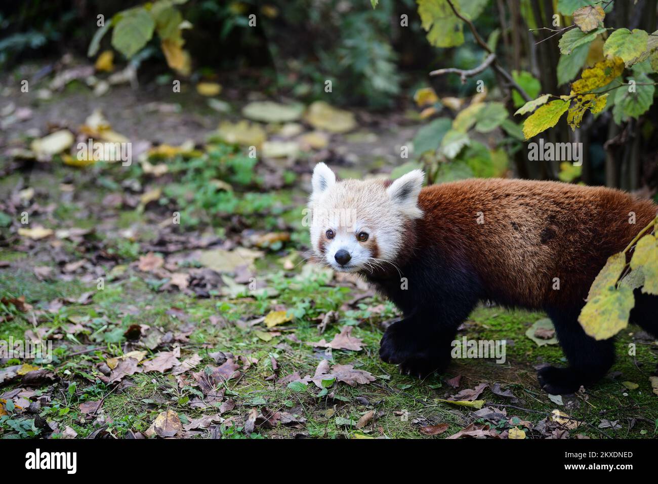 14.11.2019., Croatia, Zagreb - The four-month-old red panda twins from ...