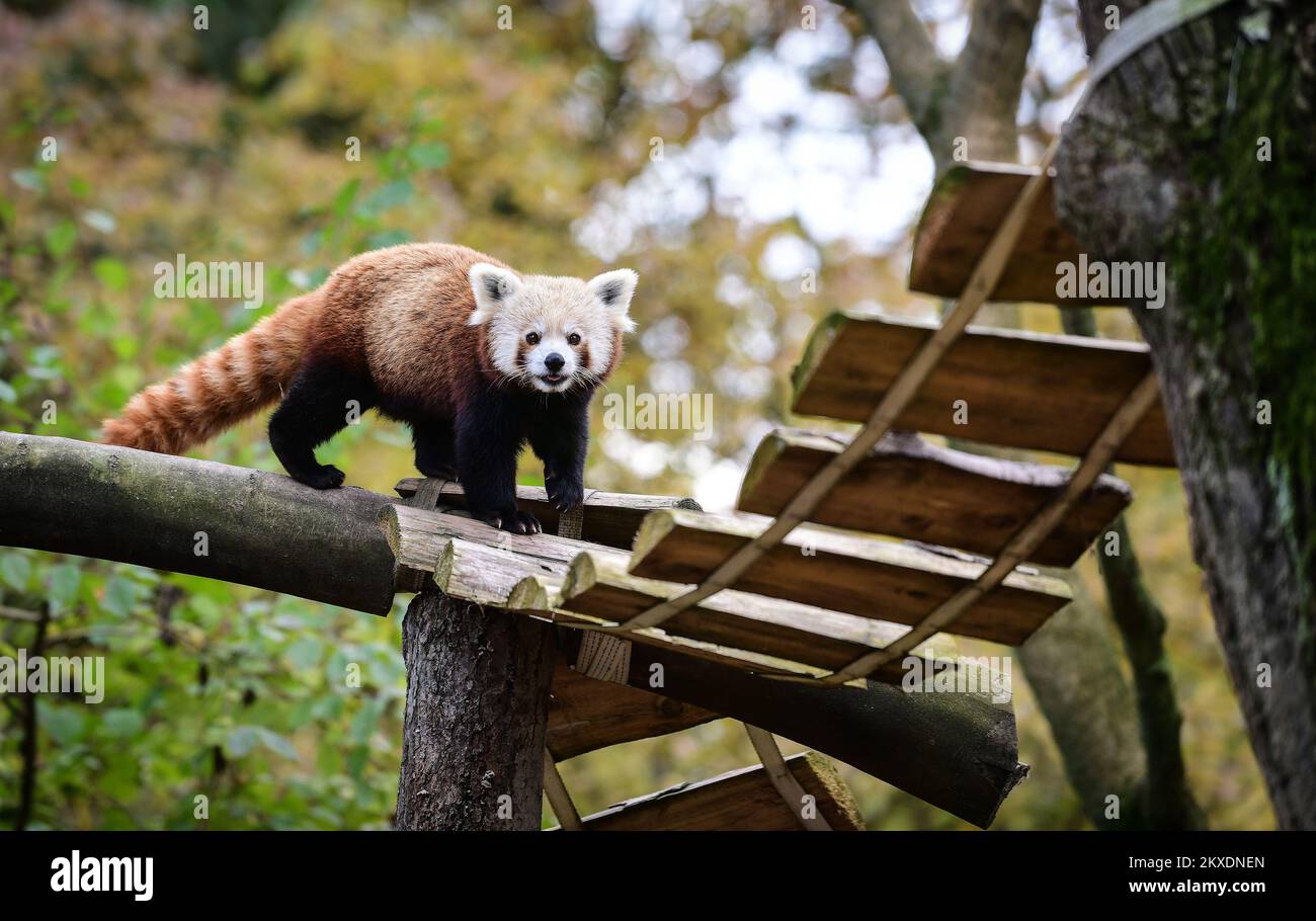 14.11.2019., Croatia, Zagreb - The four-month-old red panda twins from ...