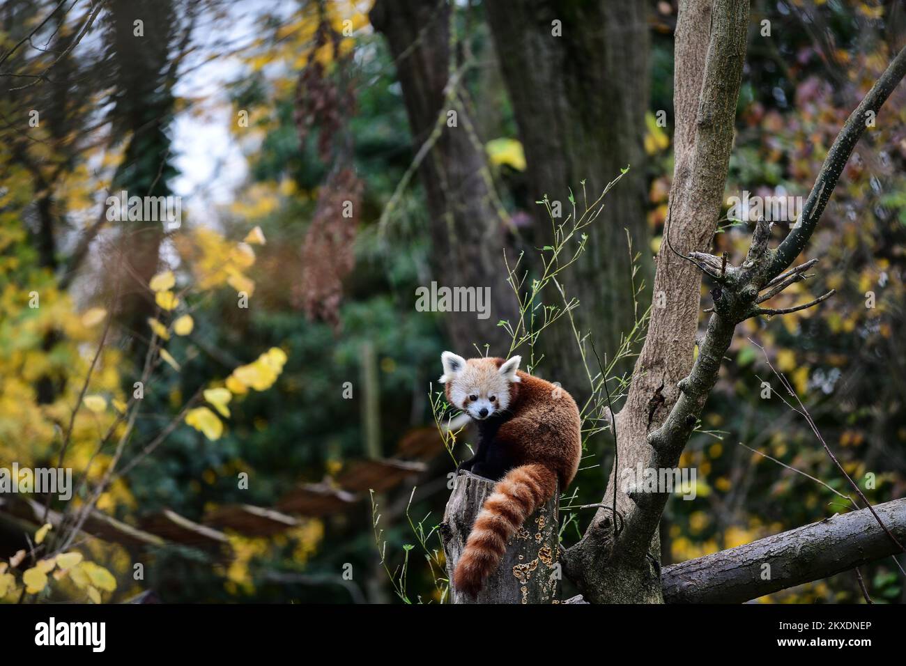 14.11.2019., Croatia, Zagreb - The four-month-old red panda twins from ...